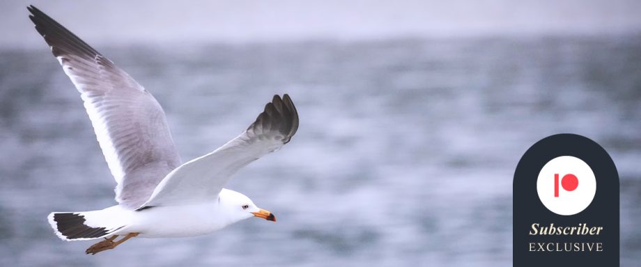 The Gull Man | Seaside Gothic